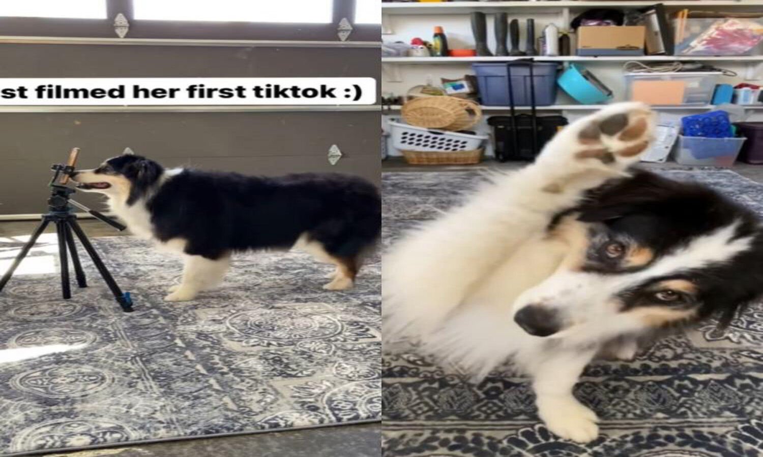 Doggo goes viral for recording dance video; Leaves Netizens surprised