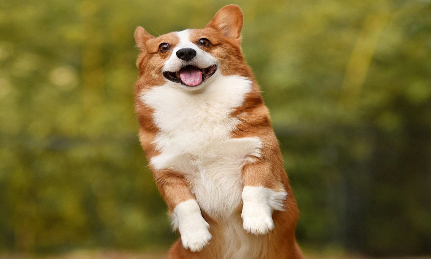 India's Animal Laws: Your Guide to Protection and Welfare