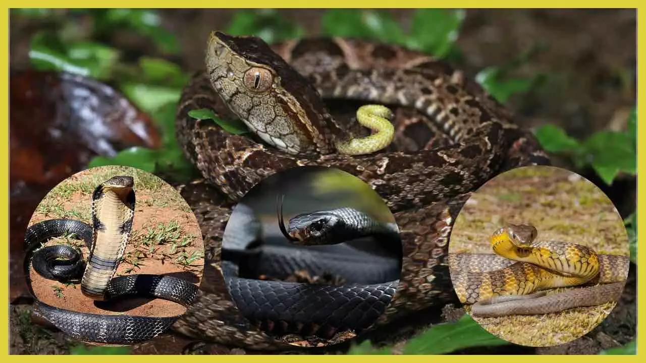 The World’s Most Dangerous and Venomous Snakes | The World Most ...