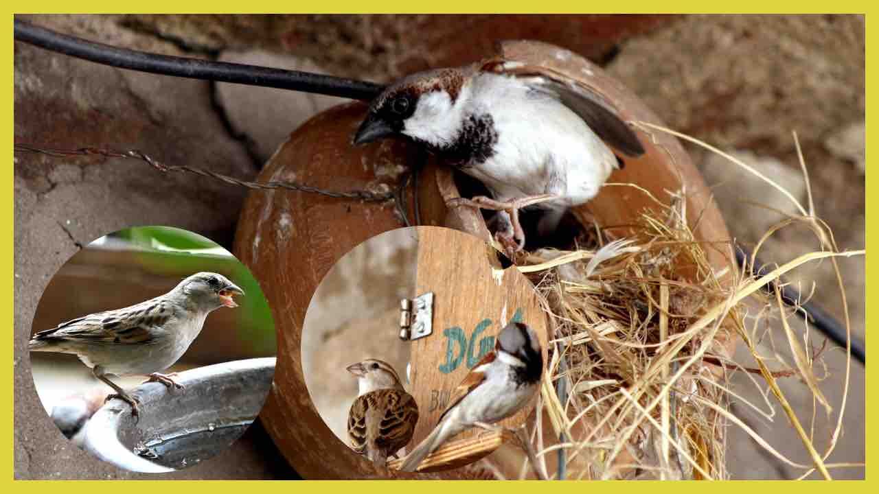 Gauraiya Bird Life History: Consider the sparrow as auspicious ...