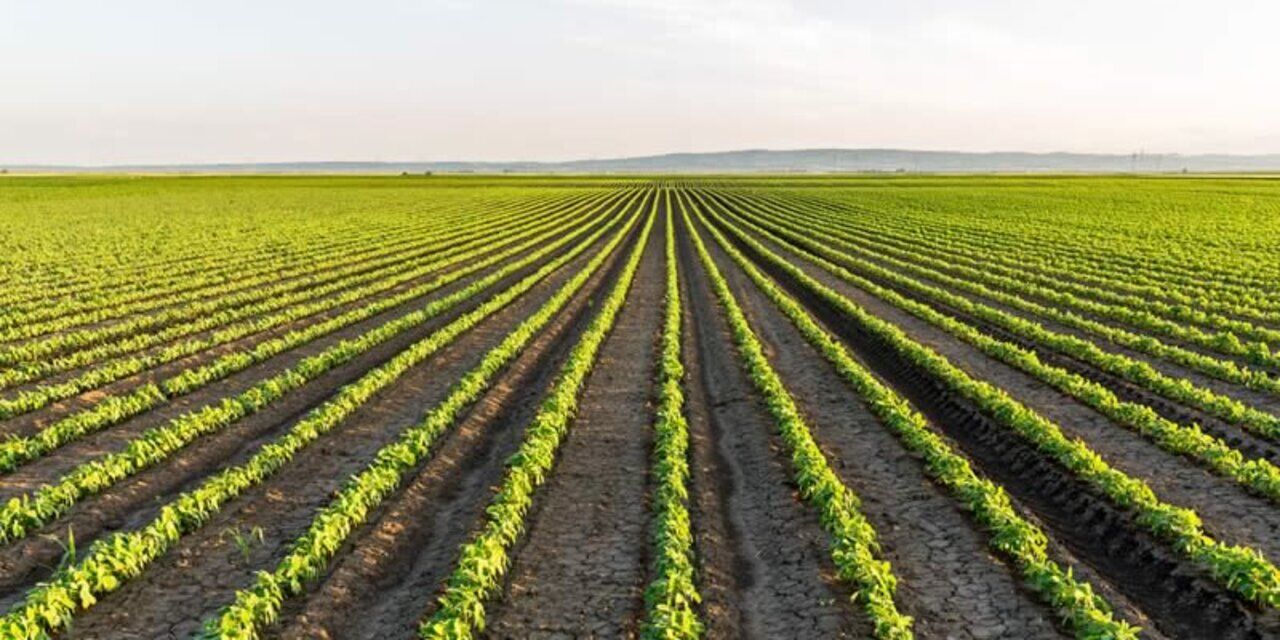What is Monoculture and How Does It Harm the Environment? Let’s Find ...