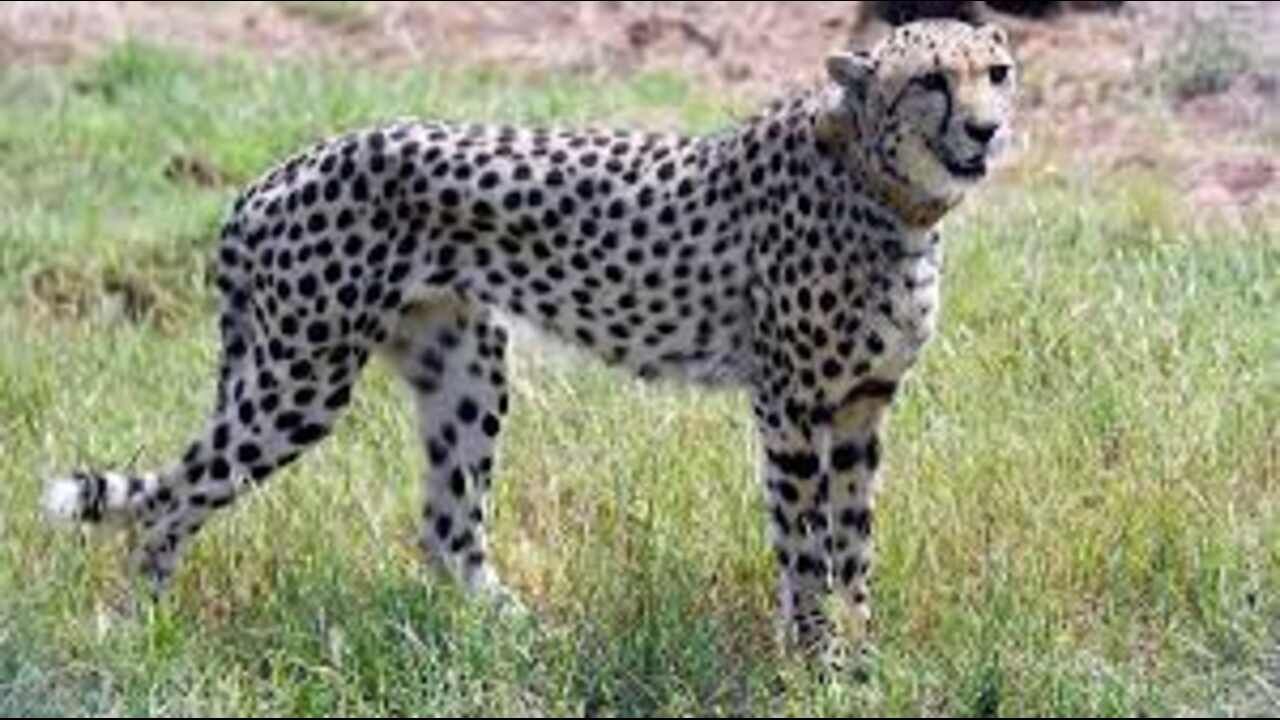 Why is Kuno National Park Famous for Jungle Safari, Where the Series of ...