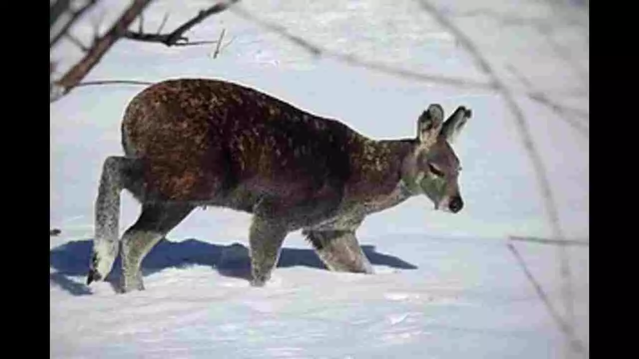 The Priceless Heritage of the Himalayas: The Scientific and Spiritual ...