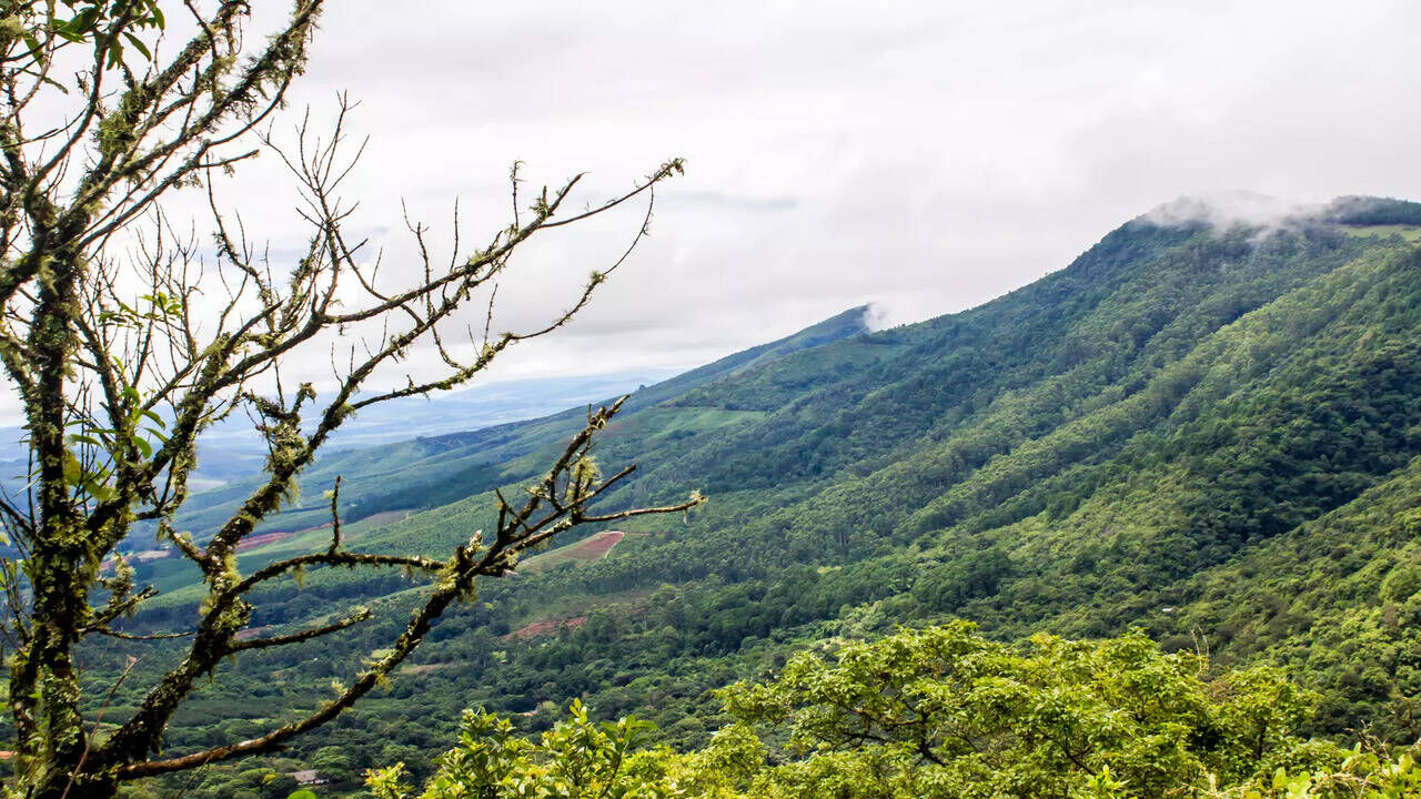 Why Saving Kancha Gachibowli Forest is Crucial: Understanding its Natural Beauty, Tourism ...
