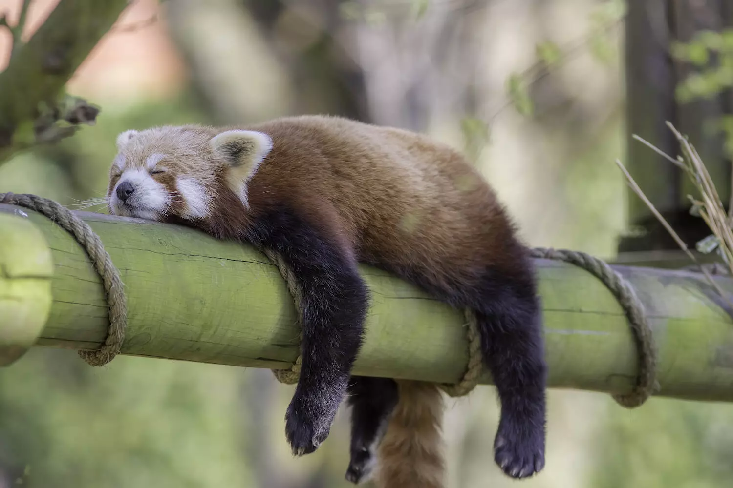 Masters of Sleep: Exploring the Fascinating Sleep Habits of Animals and ...