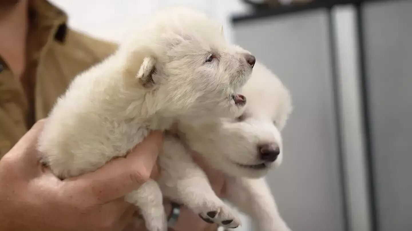 Dire Wolf Return: After 12,500 Years, the Ferocious Wolf Returns ...