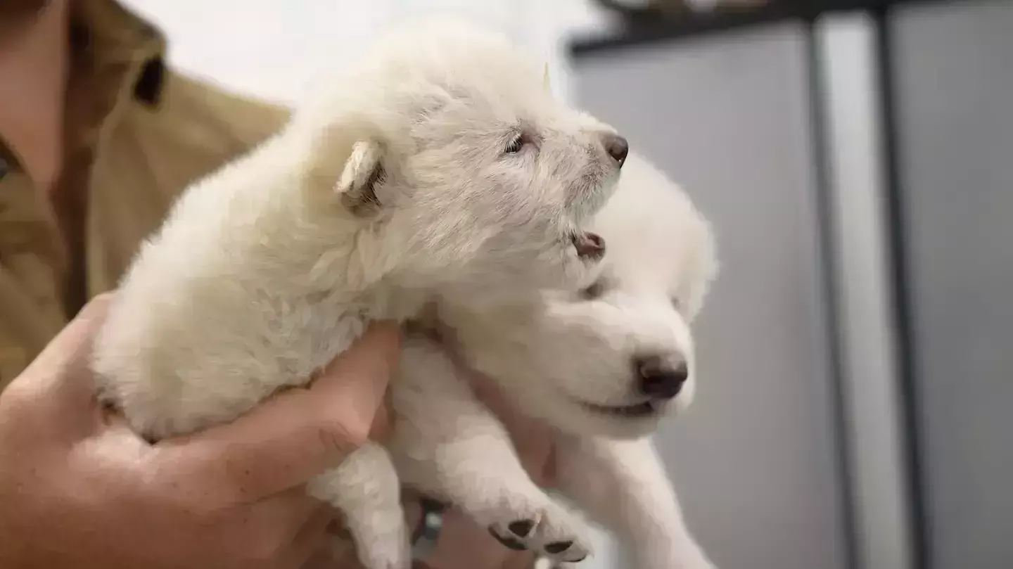 Dire Wolf Return: After 12,500 Years, the Ferocious Wolf Returns ...