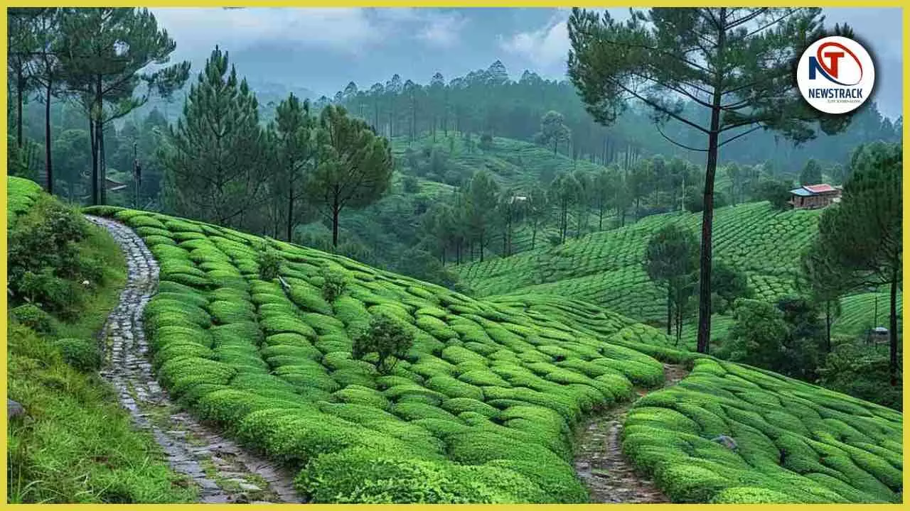 Tamil Nadu Yercaud Travel Guide: The Jewel of South India | Yercaud In ...