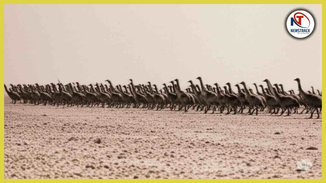 Emu Humans War: When Birds Overpowered Humans! The Unbelievable “Emu ...