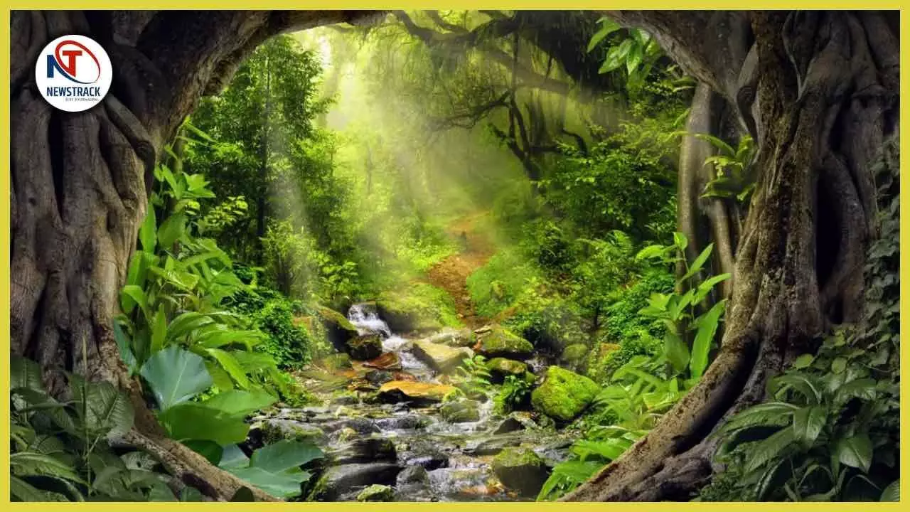 World Rainforest Day: The Story of Green Forests and Our Responsibility ...