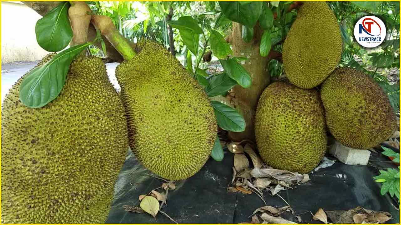 Jackfruit History: As Grand as Its Size, The Incredible Benefits of ...