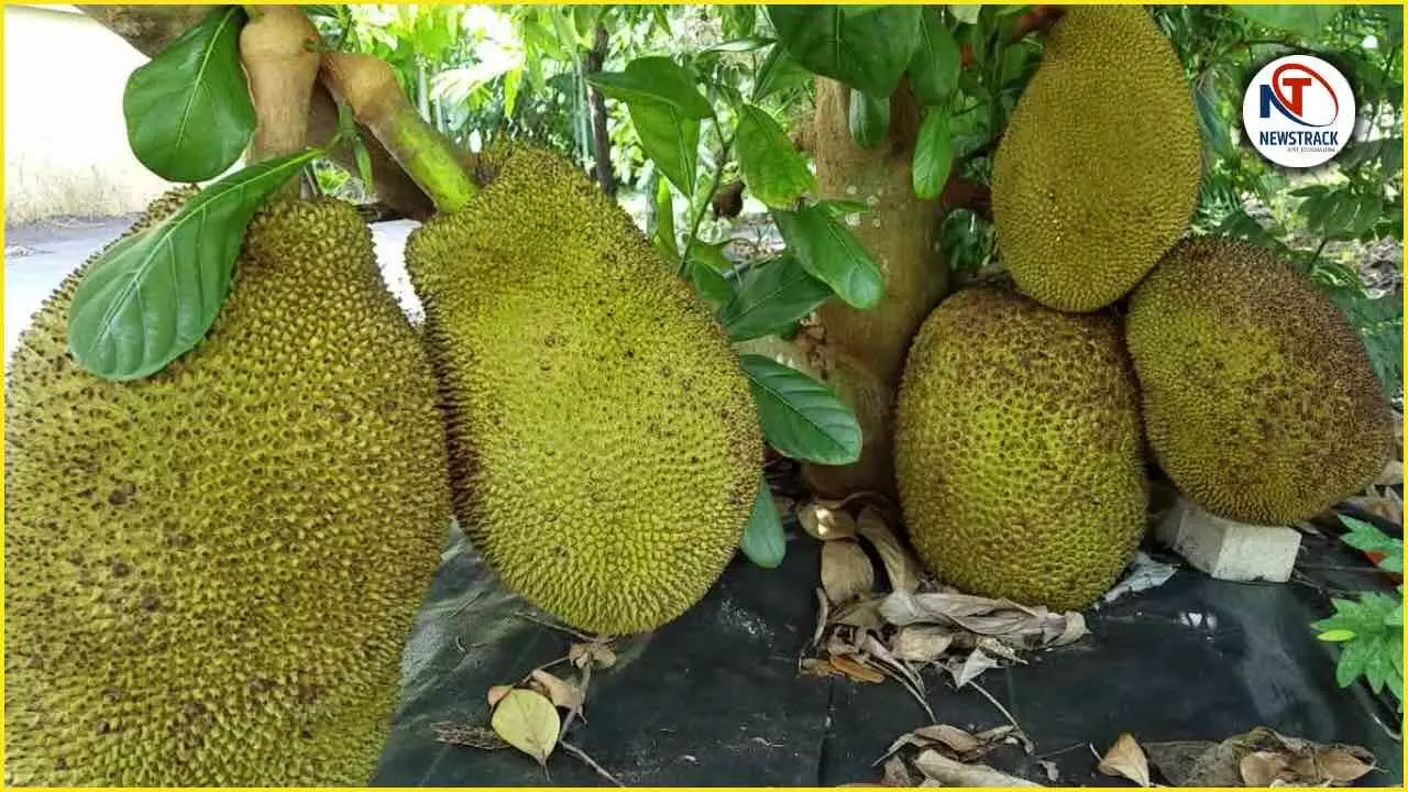 Jackfruit History: As Grand as Its Size, The Incredible Benefits of Jackfruit, The Largest Tree ...