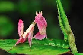 Sleeping Rose Mantis – The World’s Rarest and Most Mysterious Insect ...