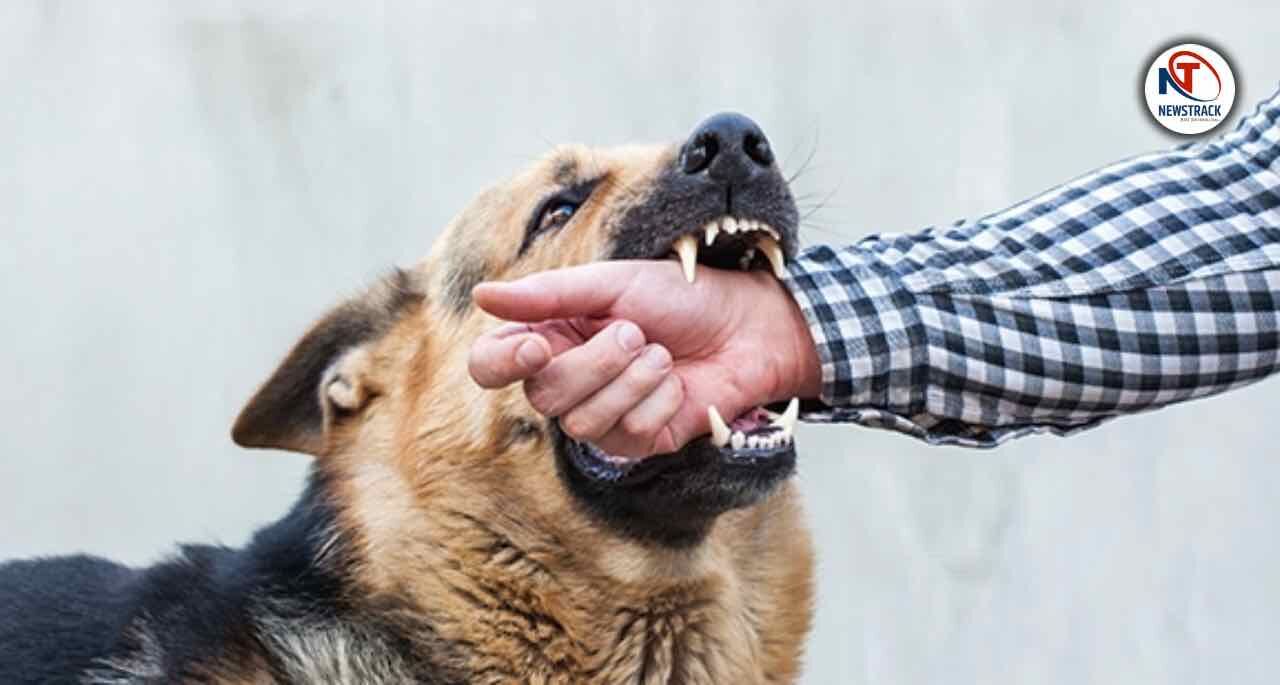 Dog Bites Cause More Than Just Deadly Rabies, Take These Steps ...