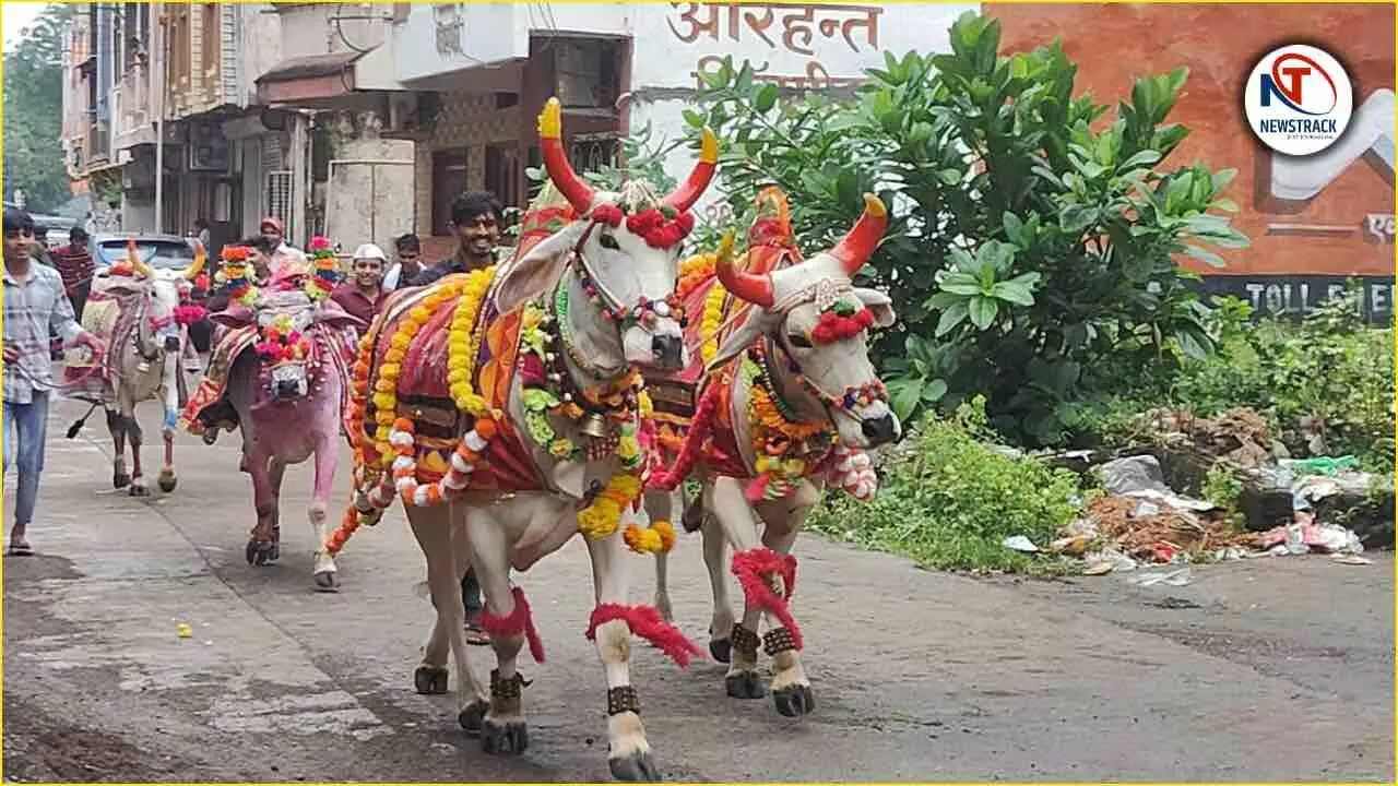 Bail Pola Festival History: Honoring the Bulls in Indian Agrarian ...
