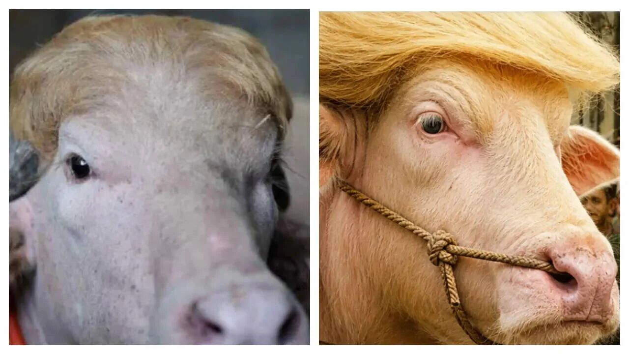 Viral ‘Donald Trump’ Buffalo Sale Before Eid Leaves Internet Stunned ...