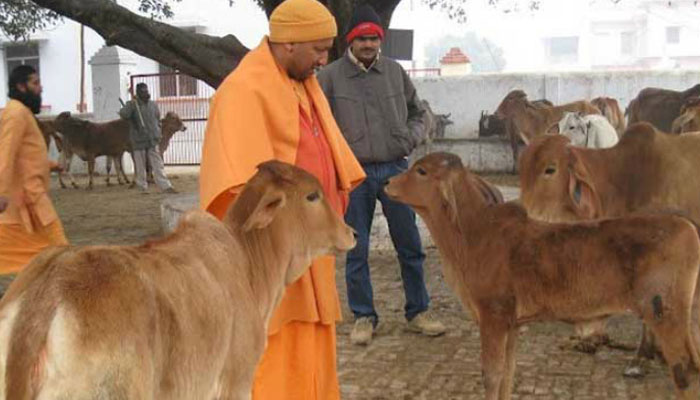 Yogi orders setting up of 'gaushalas' across Uttar Pradesh